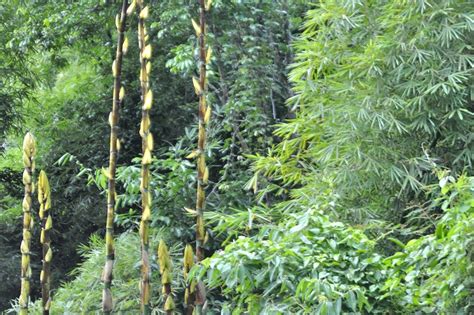 Tropska šuma život Sa šumom Bloghr