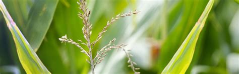 Rapid Mycotoxin Testing Solutions Australia And New Zealand