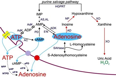 Sources Of Extracellular Adenosine And Atp 5n Cytosolic