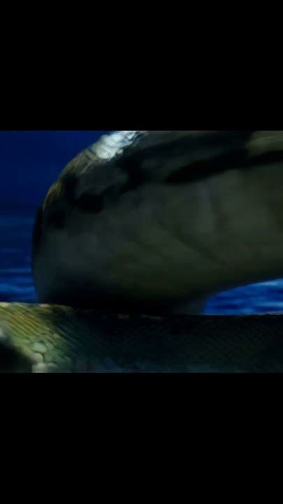 A Massive Python Coils Around A Juvenile Crocodile Youtube
