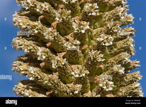 Queen Of The Andes Puya Raymondii Flowers Cordillera Blanca Massif