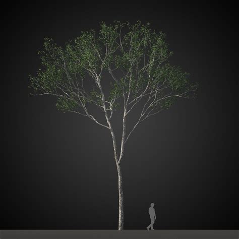 Singular Tree 3d Model Download Trees On