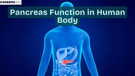 Pancreas Function Digestive And Endocrine Roles Neet Notes