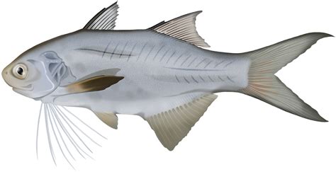 Australian Threadfin Polydactylus Multiradiatus Marinewise