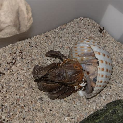Hermit Crab Surface Molt The Crab Street Journal Hermit Crab Surface Molt The Crab Street Journal