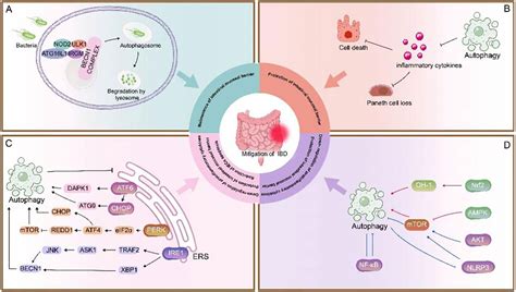Harvard Autophagy At Maria Cardenas Blog