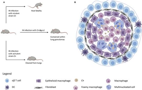 Frontiers Animal Models Of Cryptococcus Neoformans In Identifying