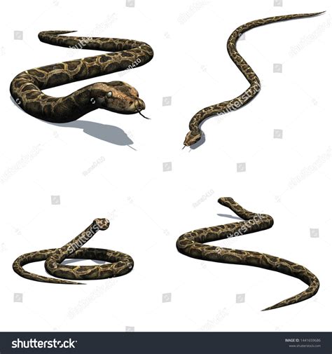 Set Python Shadow On Floor Isolated Stock Illustration Shutterstock