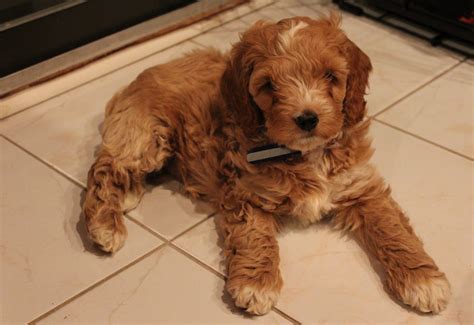 Top 10 Best Dry Food For Cockapoo Ultimate Guide The Doodle Guide