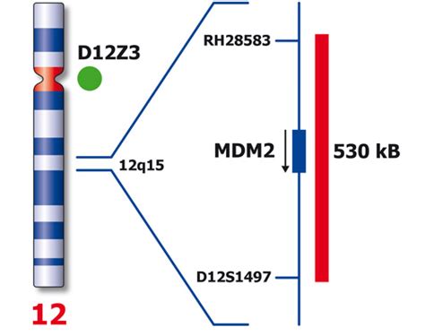 Mdm2 12q15 Se 12 D12z3 Xl Ish Probes Molecular Pathology