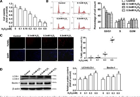 Figure 1 From Ros Induced Autophagy Regulates Porcine Trophectoderm
