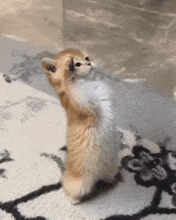 Funny Salute S Find And Share On Giphy