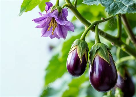 Eggplant Plant With Purple Flowers And Developing Eggplants Background
