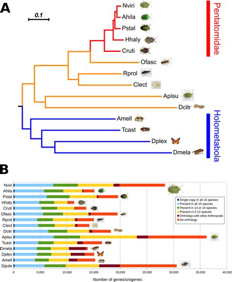 Comparative Gene Sets Among Insects A A Phylogeny Is Shown Constructed Download Scientific