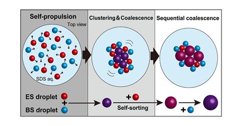 Sequentially Selective Coalescence Of Binary Self Propelled Droplets Upon Collective Motion