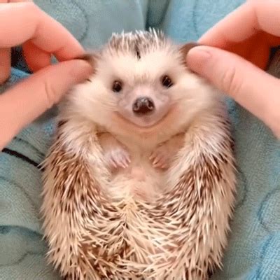 Happy Hedgehog Davidras Cute And Funny S