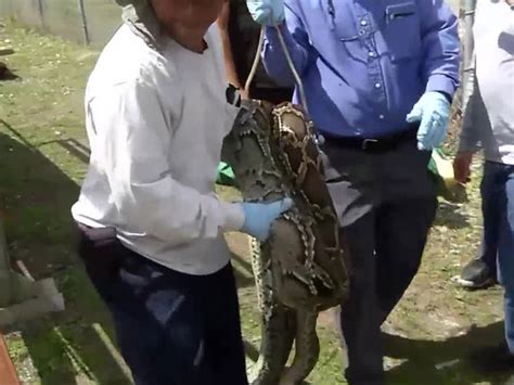 50th Python Caught In Elimination Program