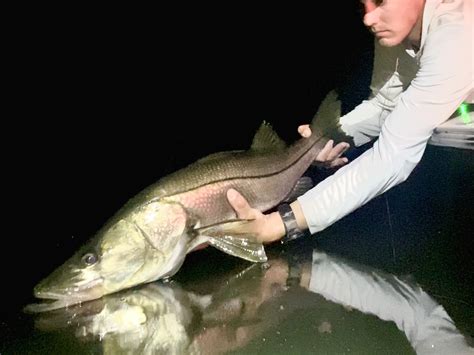 September Off To A Hot Start Juvenile Tarpon Big Snook And Tripletail