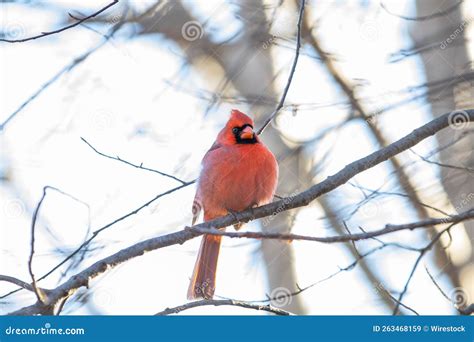 Selective Focus Shot Of A Male Northern Cardinal Bird Perched On A Bare