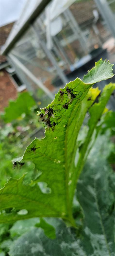 Why Are These Flies Dying All Over My Garden Rgardeninguk