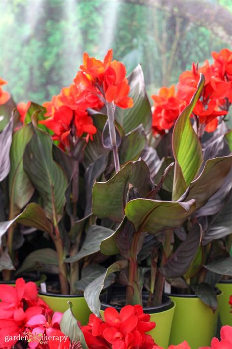 How To Care For My Canna Lily
