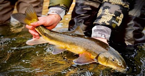 Sucker Fish Unique Features Sociability And Factors Affecting Lifespan
