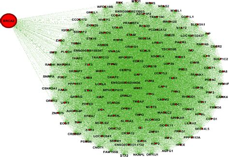 Gene Similarity Network For Brca2 All Genes In This Network Have