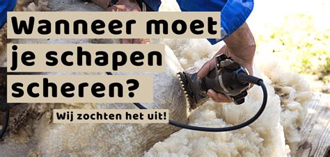 Wanneer Moet Je Schapen Scheren Wij Zochten Het Uit Scheerapparaatinfonl