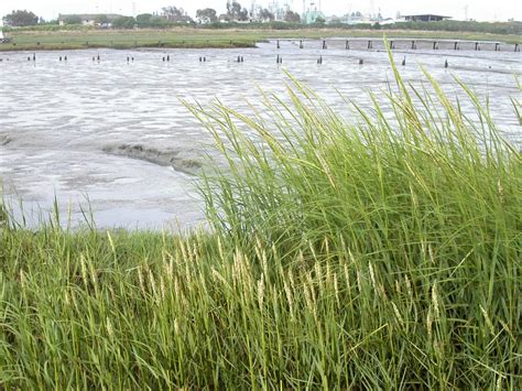 Why Is Invasive Spartina A Problem Invasive Spartina Project