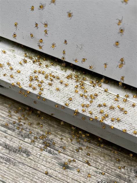 Newly Hatched Yellow Garden Spiders Rspiders