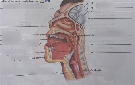 Upper Respiratory Tract Diagram Quizlet Upper Respiratory Tract Diagram Quizlet