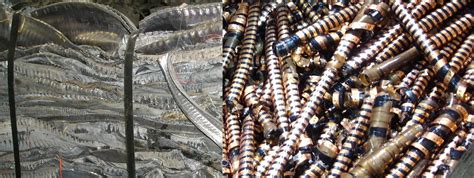 Tci Alabama Lead Shielded Cable Processing — Tci Of Alabama