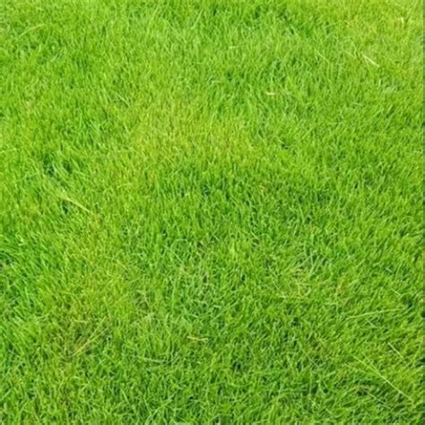 Natural Green Yuma Bermuda Lawn Grass For Garden 5 Feet At ₹ 22sq Ft