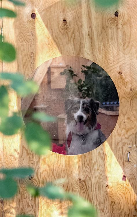 Birds And Humans Share Wooden Treehouse In Canada By Studio North