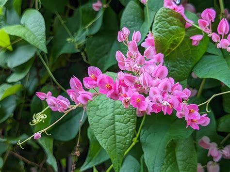Pink Coral Vine Antigonon Leptopus Pack Of 2 Live