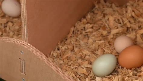 How To Build A Chicken Nesting Box Step By Step Guide Chicken Things And More