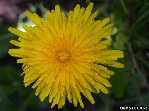 Dandelion Taraxacum Officinale Gh Weber Ex Wiggers