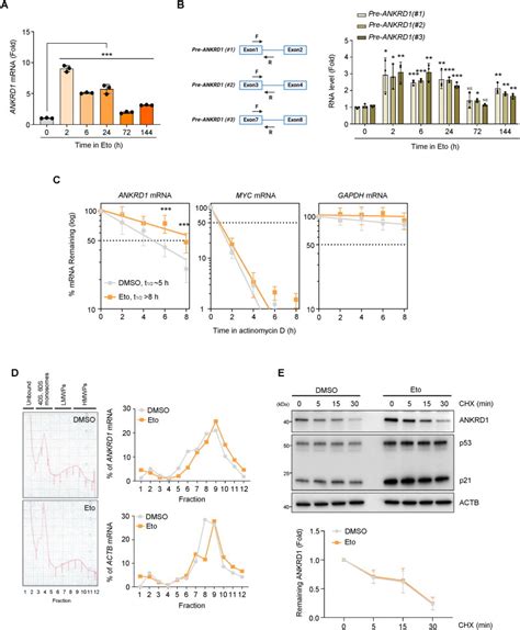 Increased Ankrd1 Levels In Early Senescence Mediated By Rbms1 Elicited