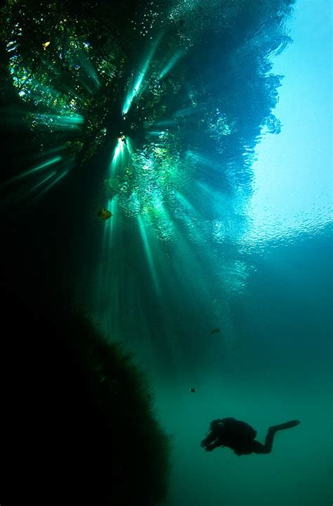 Incredible Under Water Shot Underwater Photography Underwater World