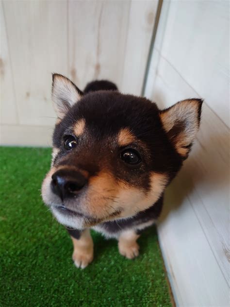 黒豆柴きました！ ペットショップ ピーターパン｜京都市左京区 仔犬の販売