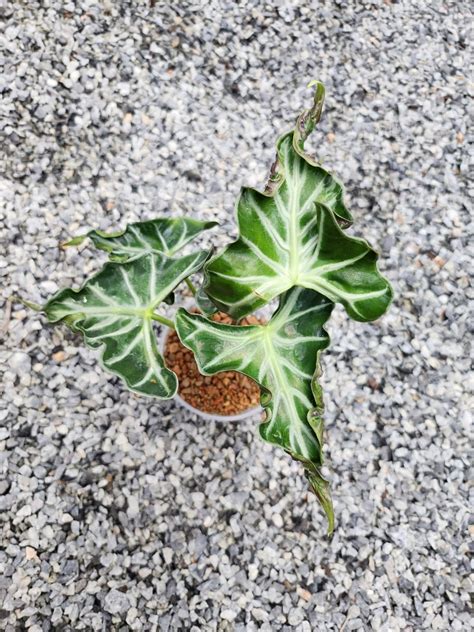 Alocasia Loco Rare Furniture And Home Living Gardening Plants