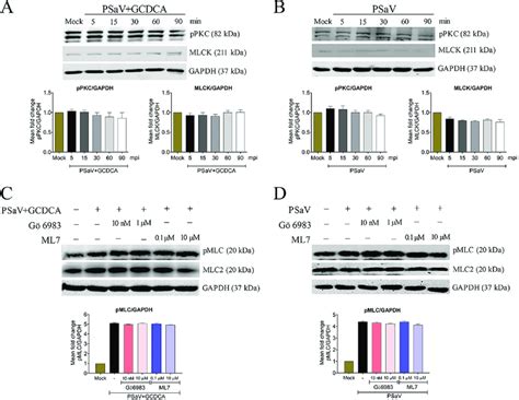 Psav Induced Activation Of Pmlc Is Independent Of The Pkcmlck