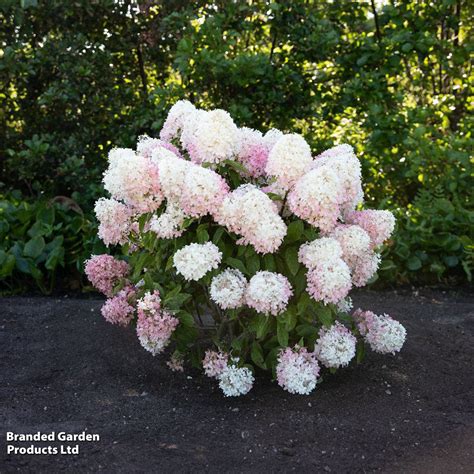Hydrangea Living Raspberry Pink Dobies