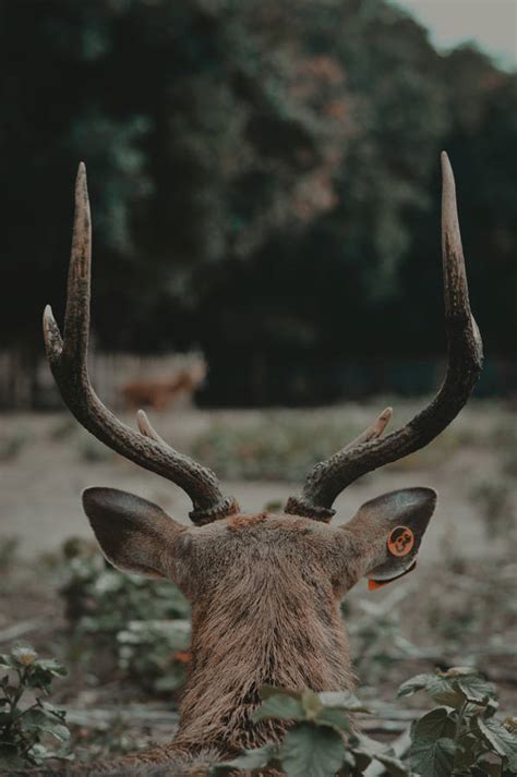 Download Free Big Buck Back View Wallpaper