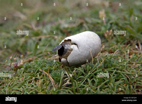 Cocoon Of Grass Eggar Moth Lasiocampa Trifolii After Moth Has Emerged
