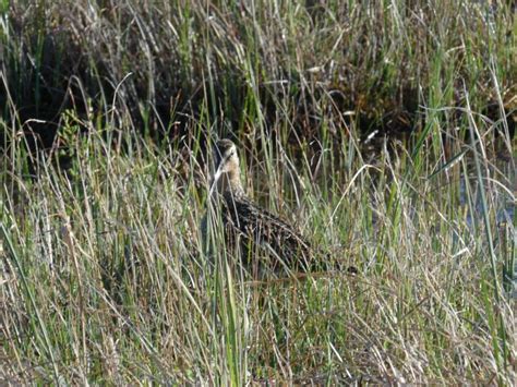 Im So Excited To Share That Our New Paper Short Billed Dowitcher