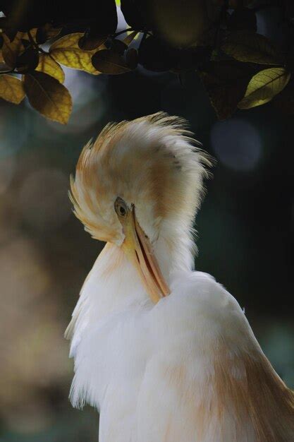 Premium Photo Close Up Of Bird Preening