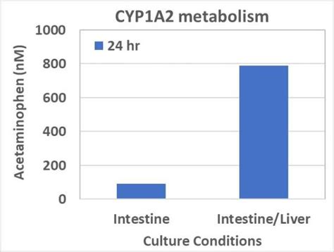 First Pass Metabolism Model