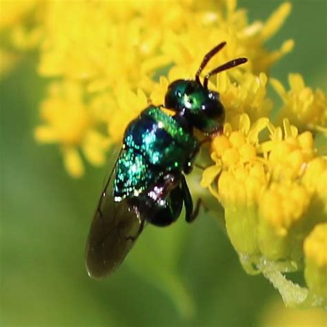 Euperilampus Triangularis Bugguidenet