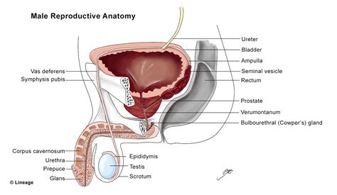 Bladder Dissection